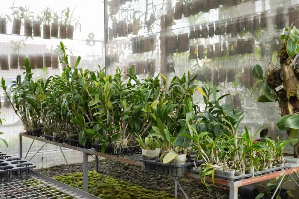 Techniques for Creating and Managing a Tree Nursery – Chaiyo Farm ...