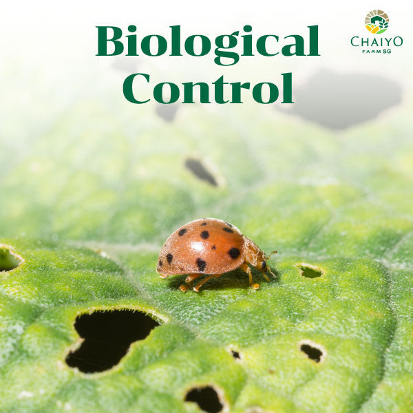 Biological Control – Chaiyo Farm (Singapore) Pte. Ltd.